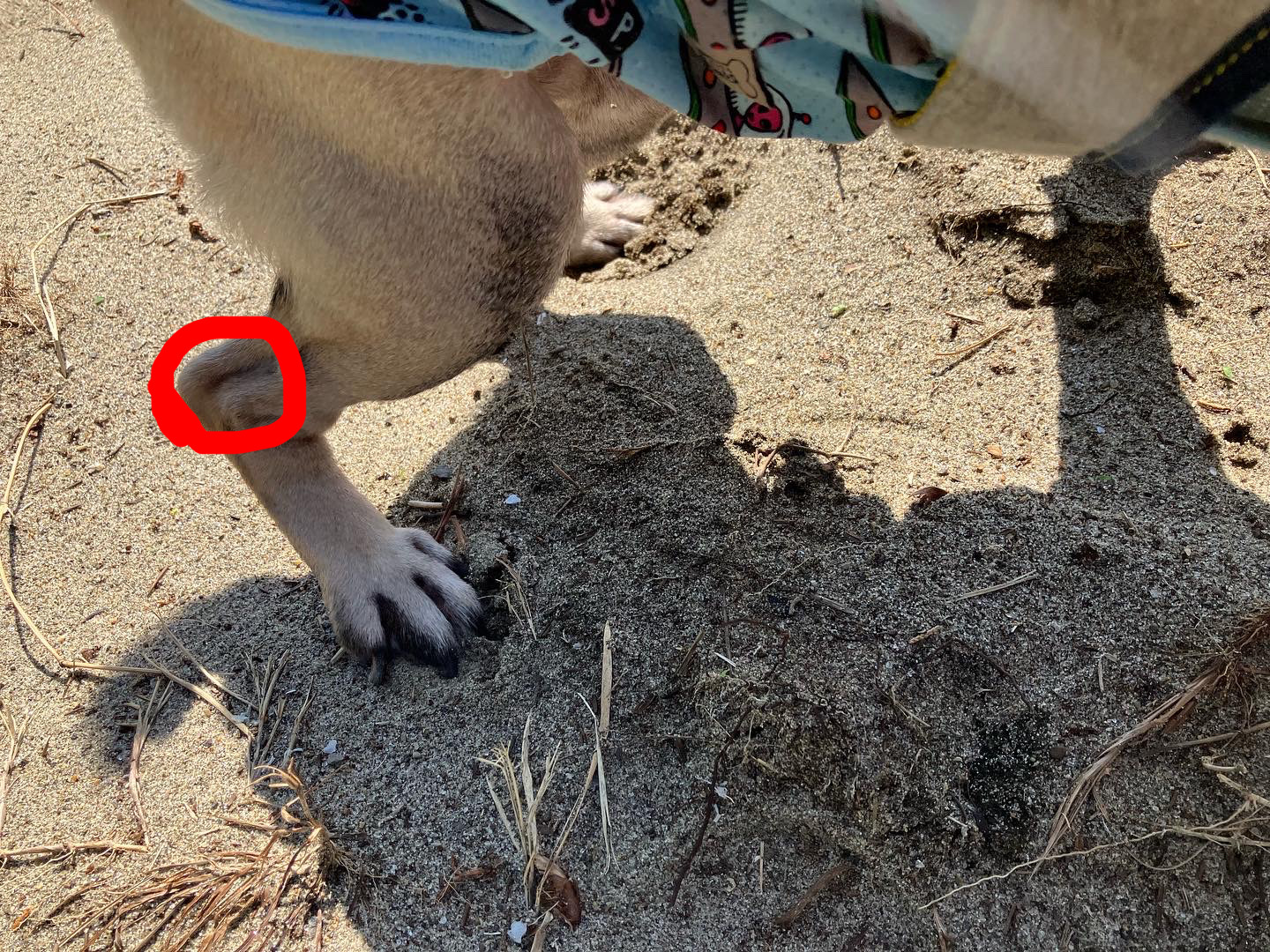 ゆるっとワンコ薬膳のススメ 〜一緒に楽しもう！東洋医学を使って機能改善(足腰編)〜 | GORON by ペット共生アドバンスネット