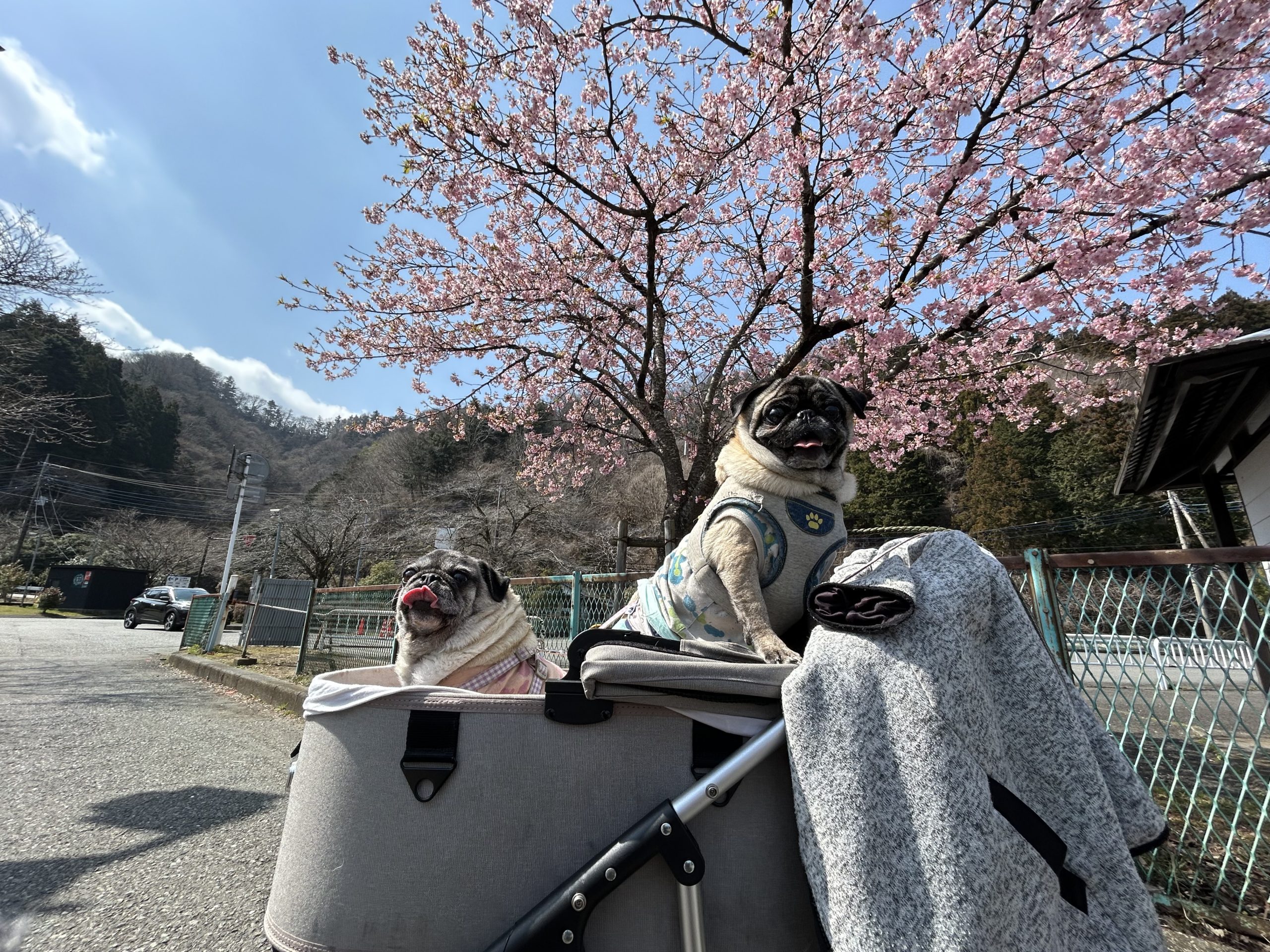 ゆるっとワンコ薬膳のススメ ～春のデトックス大作戦～ 1 | GORON by ペット共生アドバンスネット