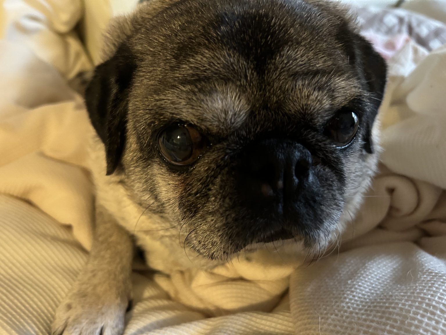 ゆるっとワンコ薬膳のススメ ～春のデトックス大作戦～ 1 | GORON by ペット共生アドバンスネット