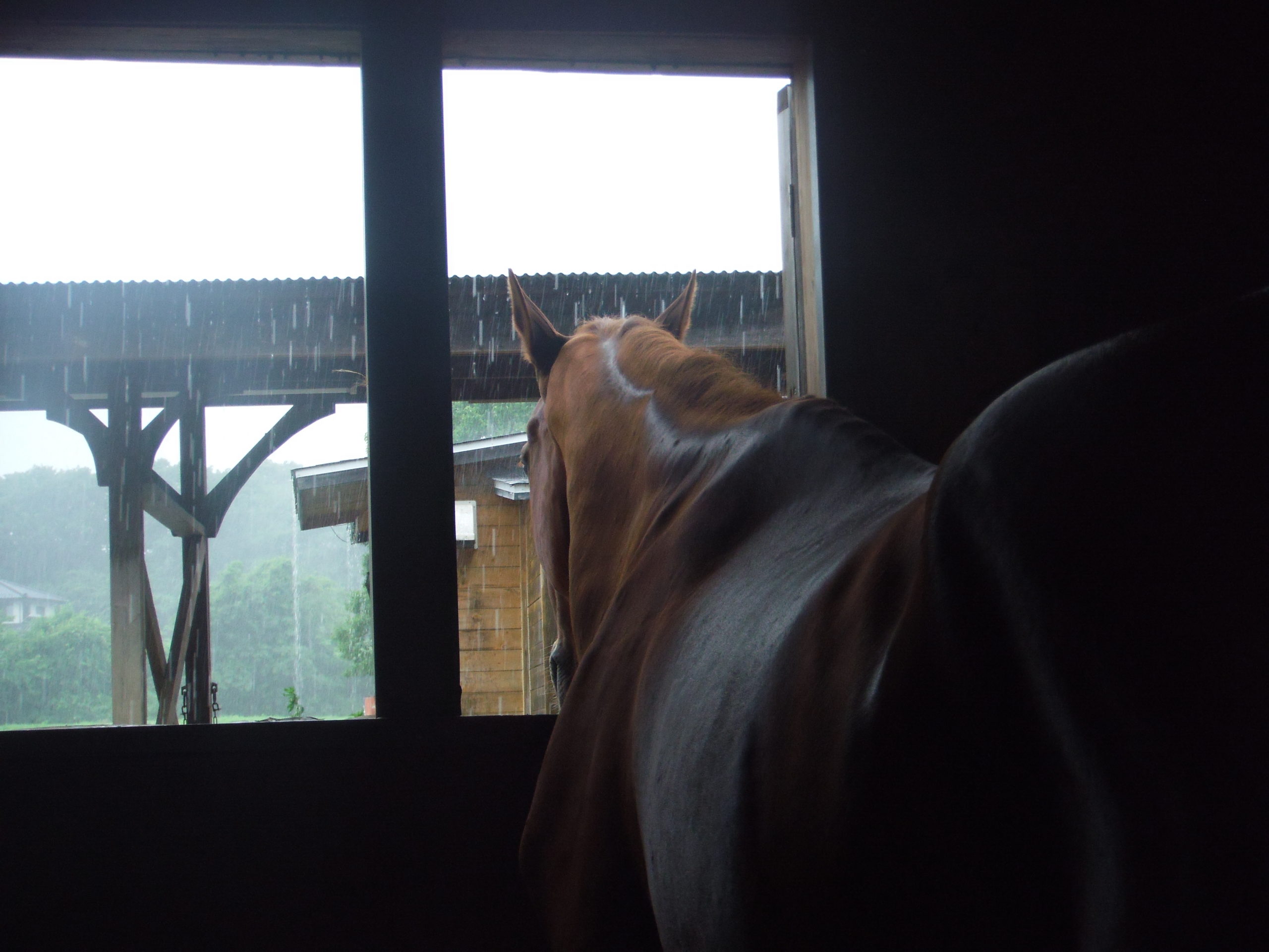 ストレスが馬の健康と栄養に及ぼす影響〈 前編 〉 | GORON by ペット共生アドバンスネット