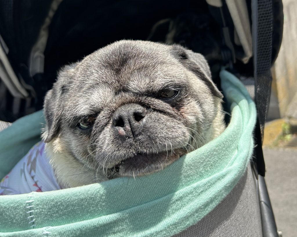 ゆるっとワンコ薬膳のススメ 〜今年も暑い！熱中症と予防のお話〜 1 | GORON by ペット共生アドバンスネット