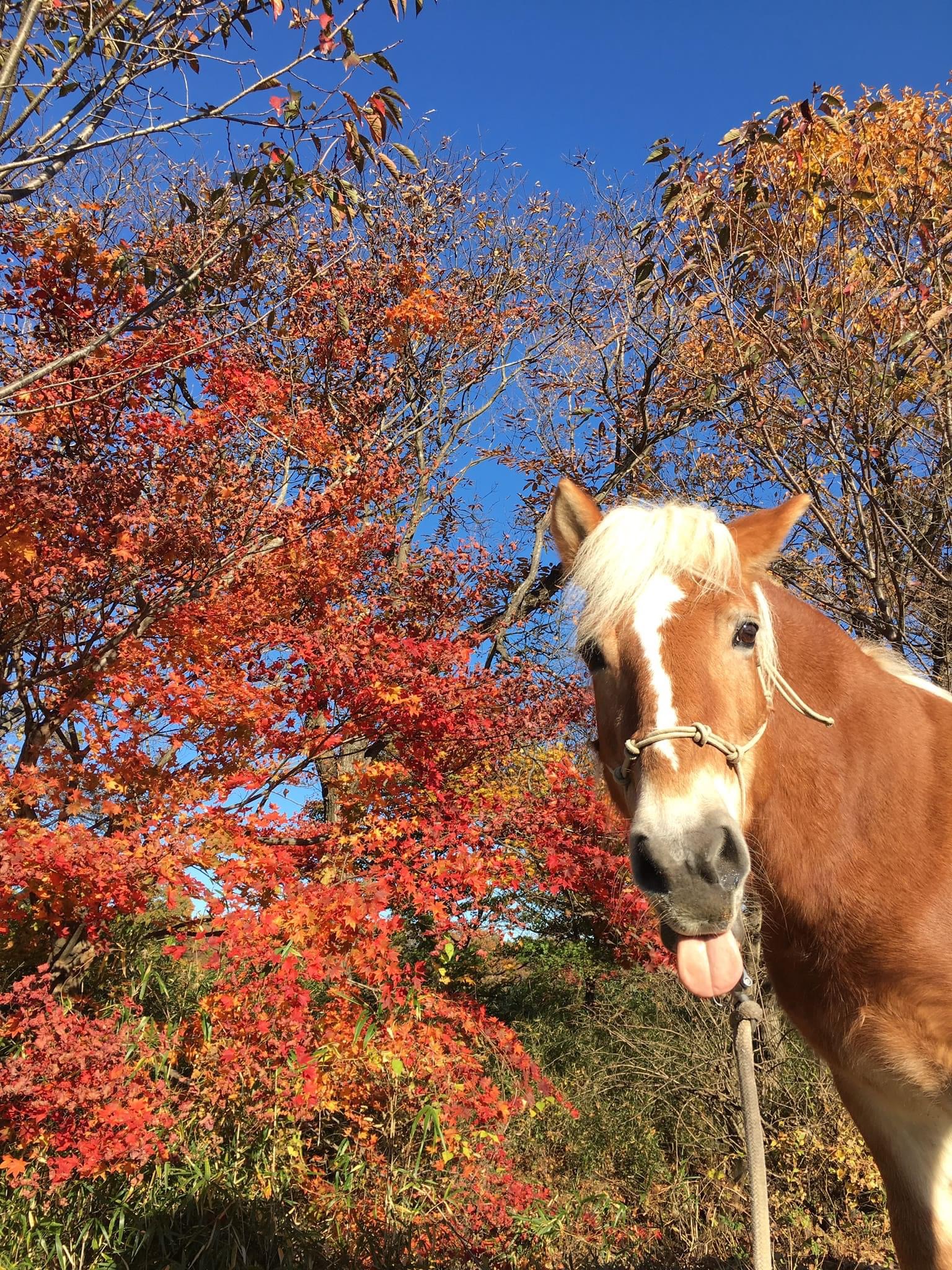 ポジティブを強化する | GORON by ペット共生アドバンスネット