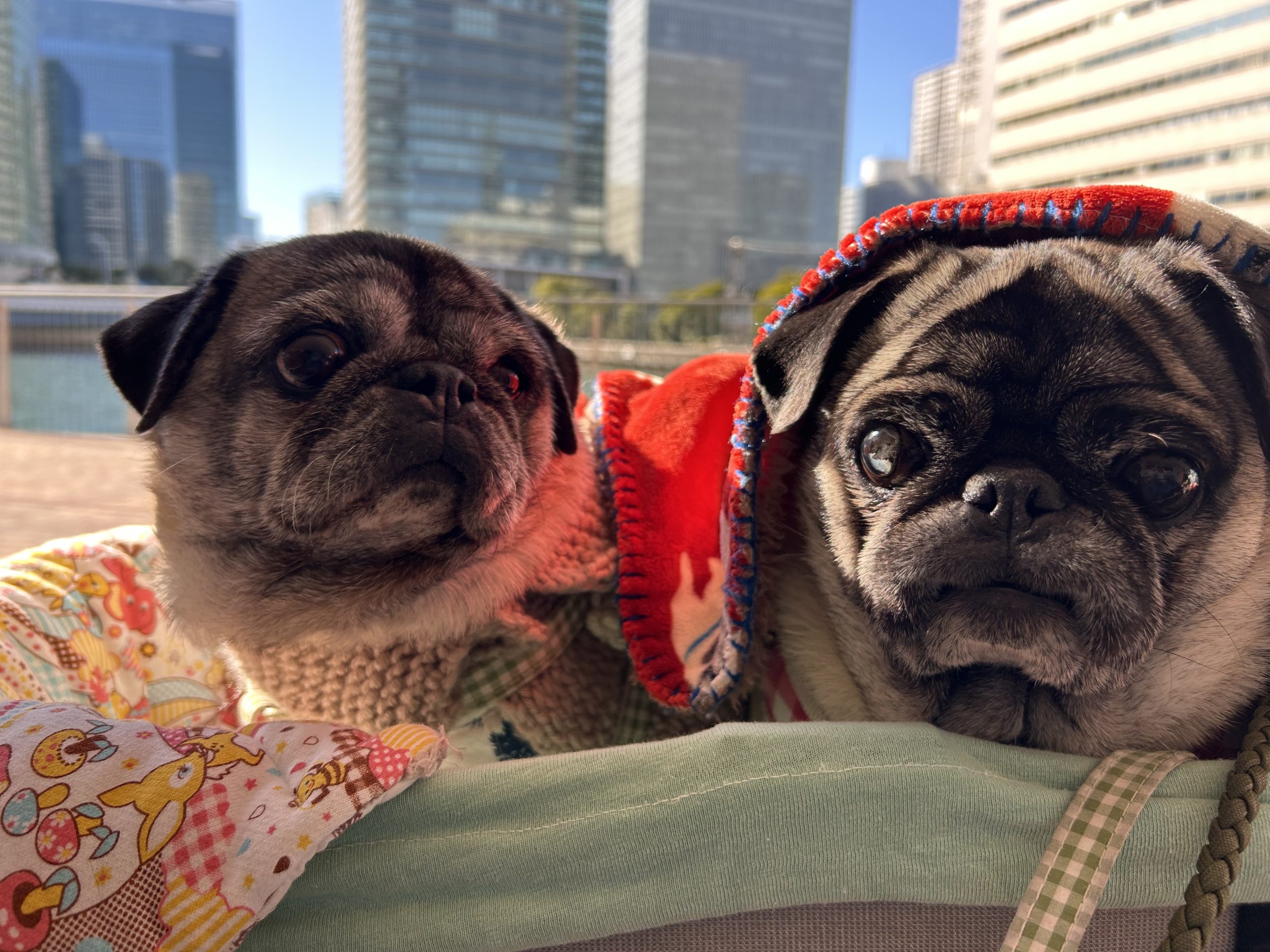 ゆるっとワンコ薬膳のススメ 〜見て触って嗅いで！肉球でわかる体調・体質診断〜 1 | GORON by ペット共生アドバンスネット