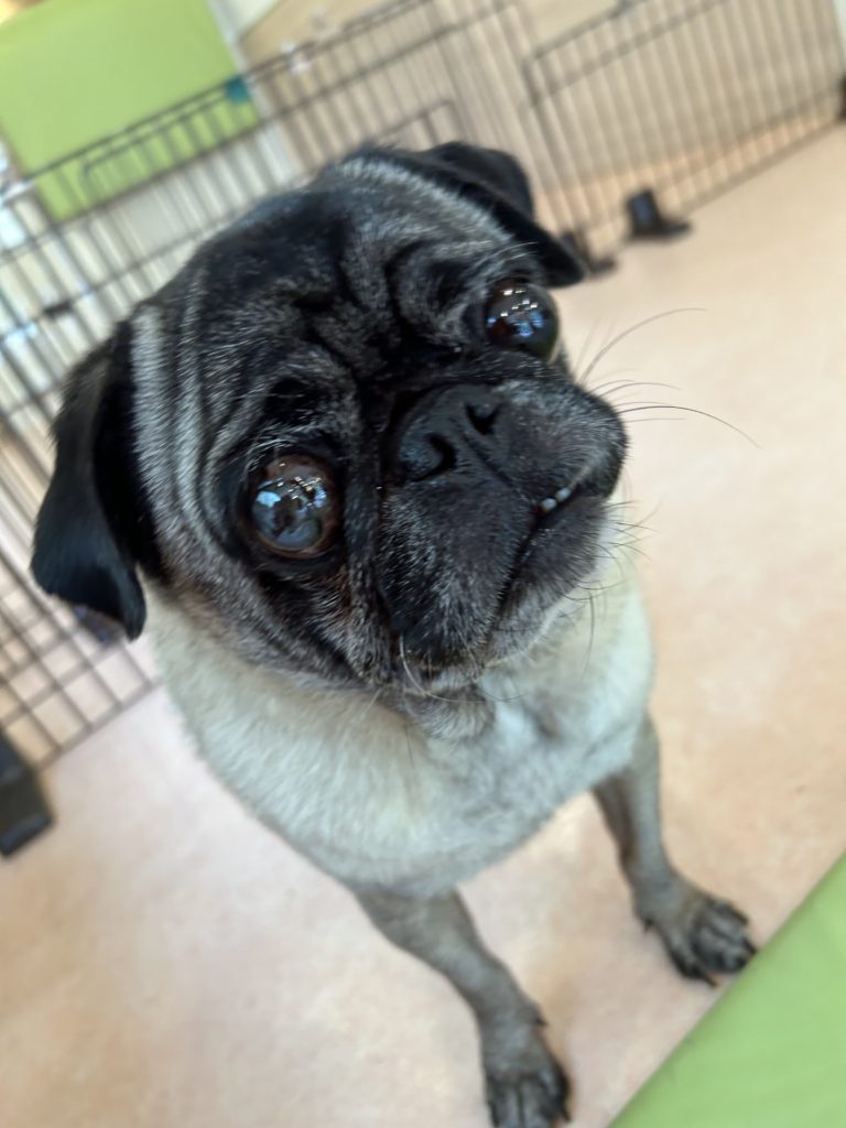 ゆるっとワンコ薬膳のススメ 〜見て触って嗅いで！肉球でわかる体調・体質診断〜 1 | GORON by ペット共生アドバンスネット