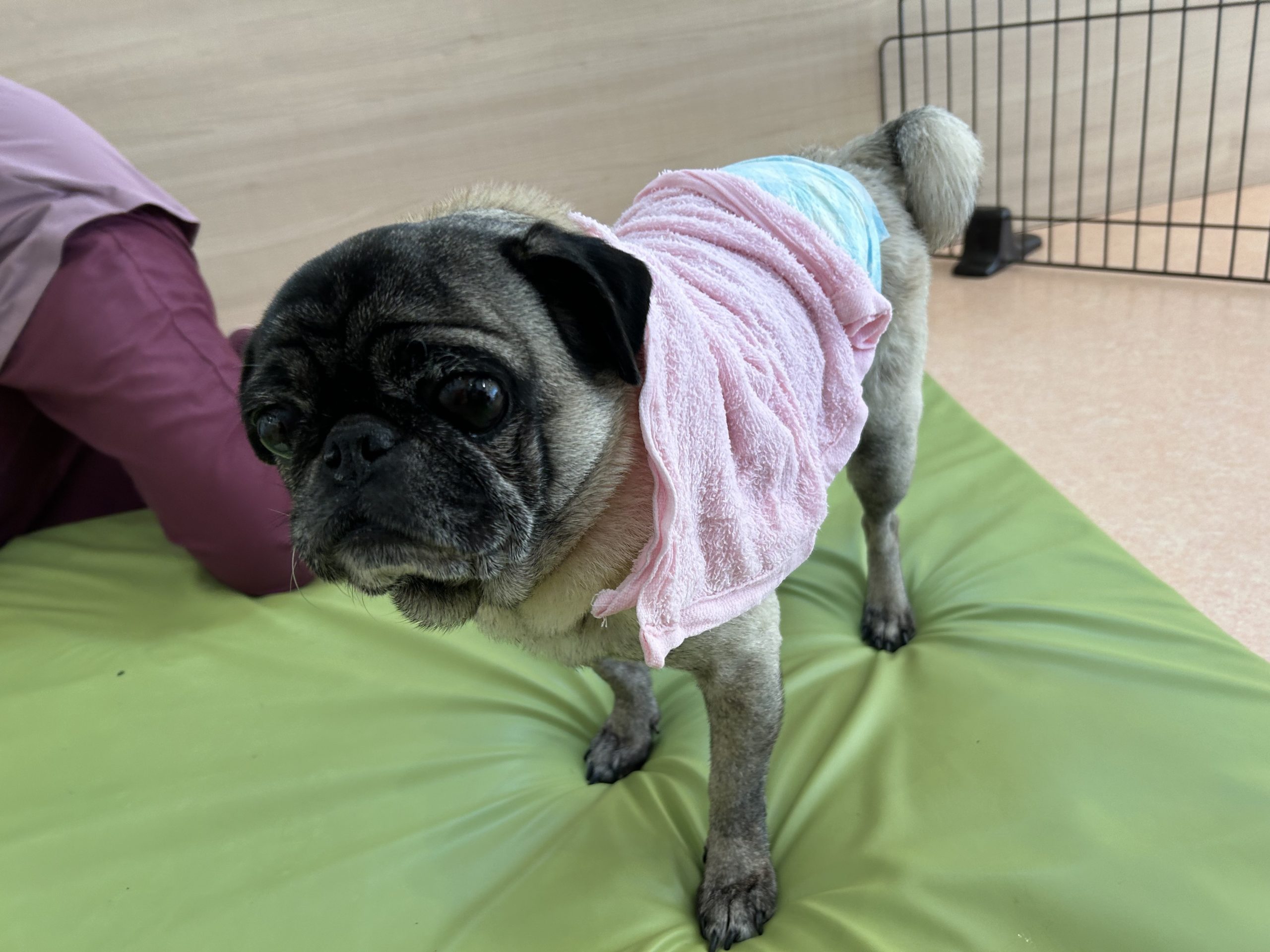 ゆるっとワンコ薬膳のススメ 〜見て触って嗅いで！肉球でわかる体調・体質診断〜 3 | GORON by ペット共生アドバンスネット