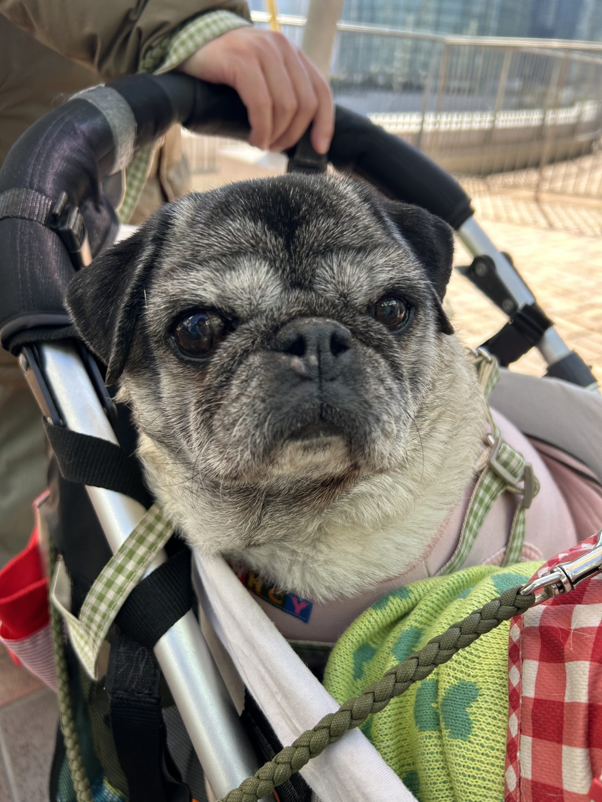 ゆるっとワンコ薬膳のススメ ～東洋医学を使ったシニアケア 足腰ケアとヘルニア編～ 1 | GORON by ペット共生アドバンスネット