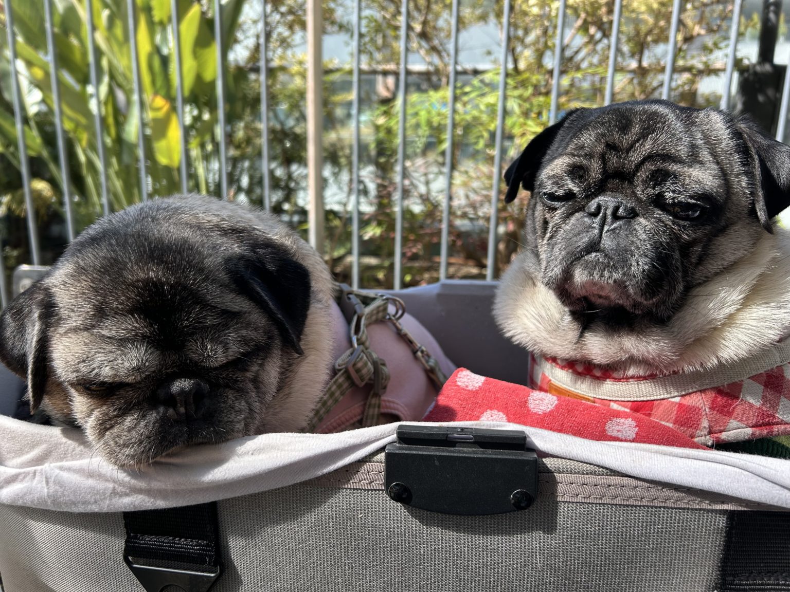 ゆるっとワンコ薬膳のススメ ～東洋医学を使ったシニアケア 足腰ケアとヘルニア編～ 1 | GORON by ペット共生アドバンスネット