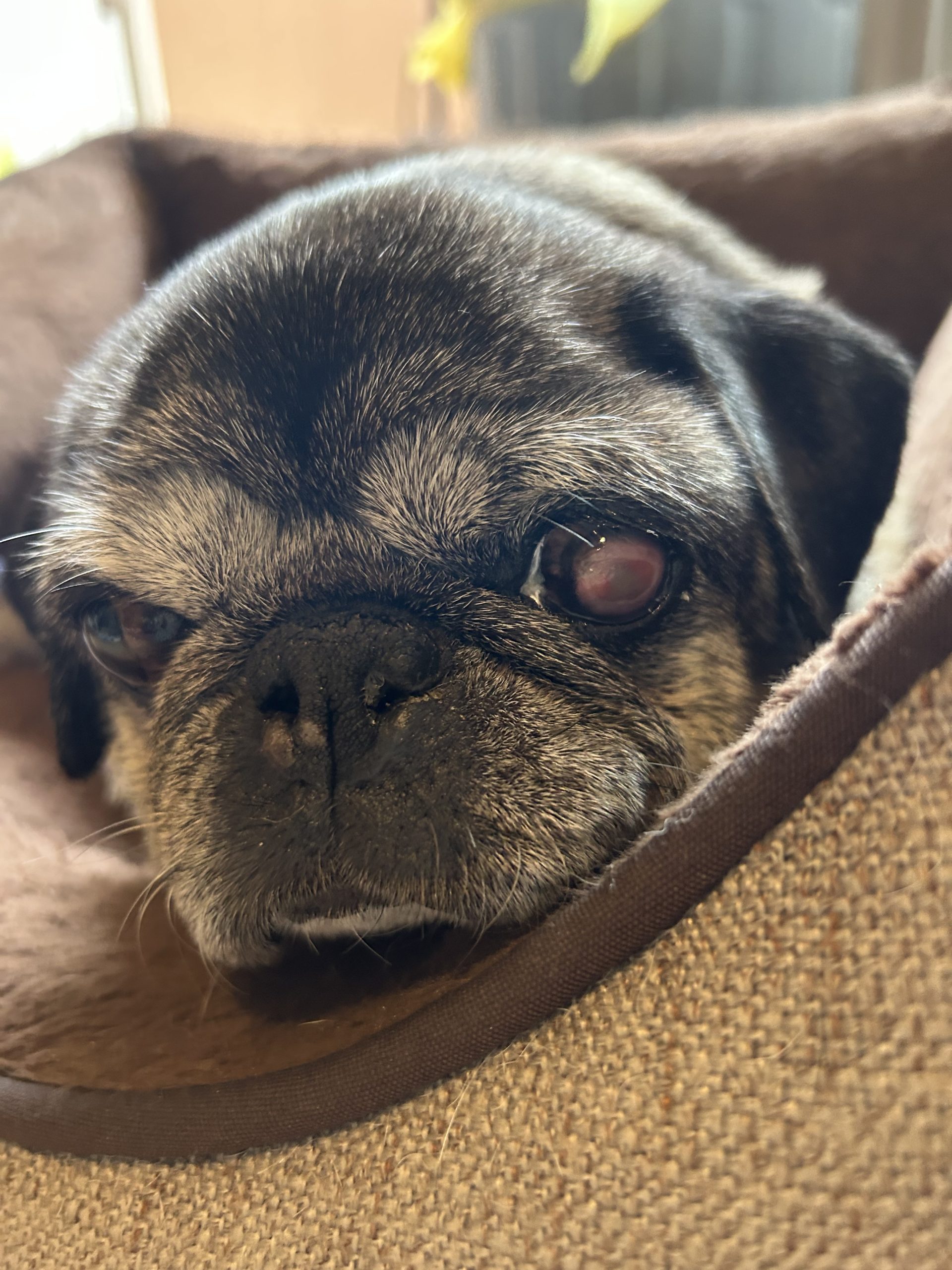 ゆるっとわんこ薬膳のススメ 〜手術後の体調不良 小桃のリカバリーレポート〜 1 | GORON by ペット共生アドバンスネット