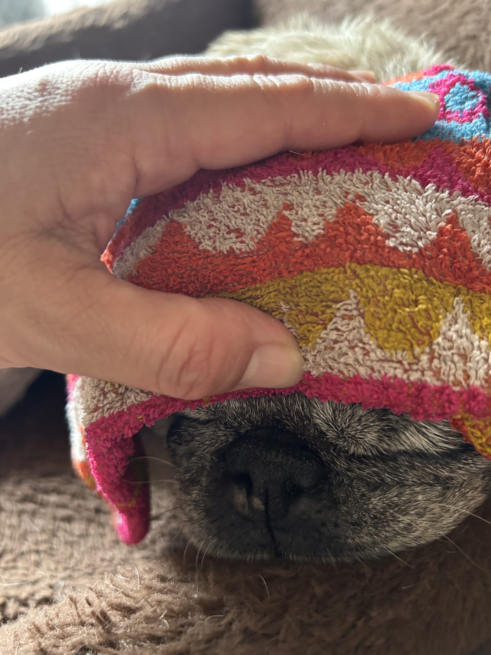 ゆるっとわんこ薬膳のススメ 〜手術後の体調不良 小桃のリカバリーレポート〜 2 | GORON by ペット共生アドバンスネット