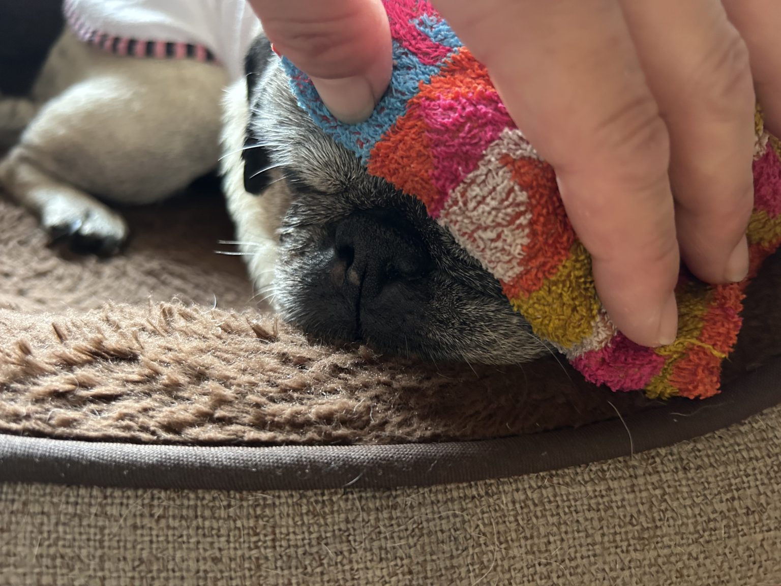 ゆるっとわんこ薬膳のススメ 〜手術後の体調不良 小桃のリカバリーレポート〜 2 | GORON by ペット共生アドバンスネット