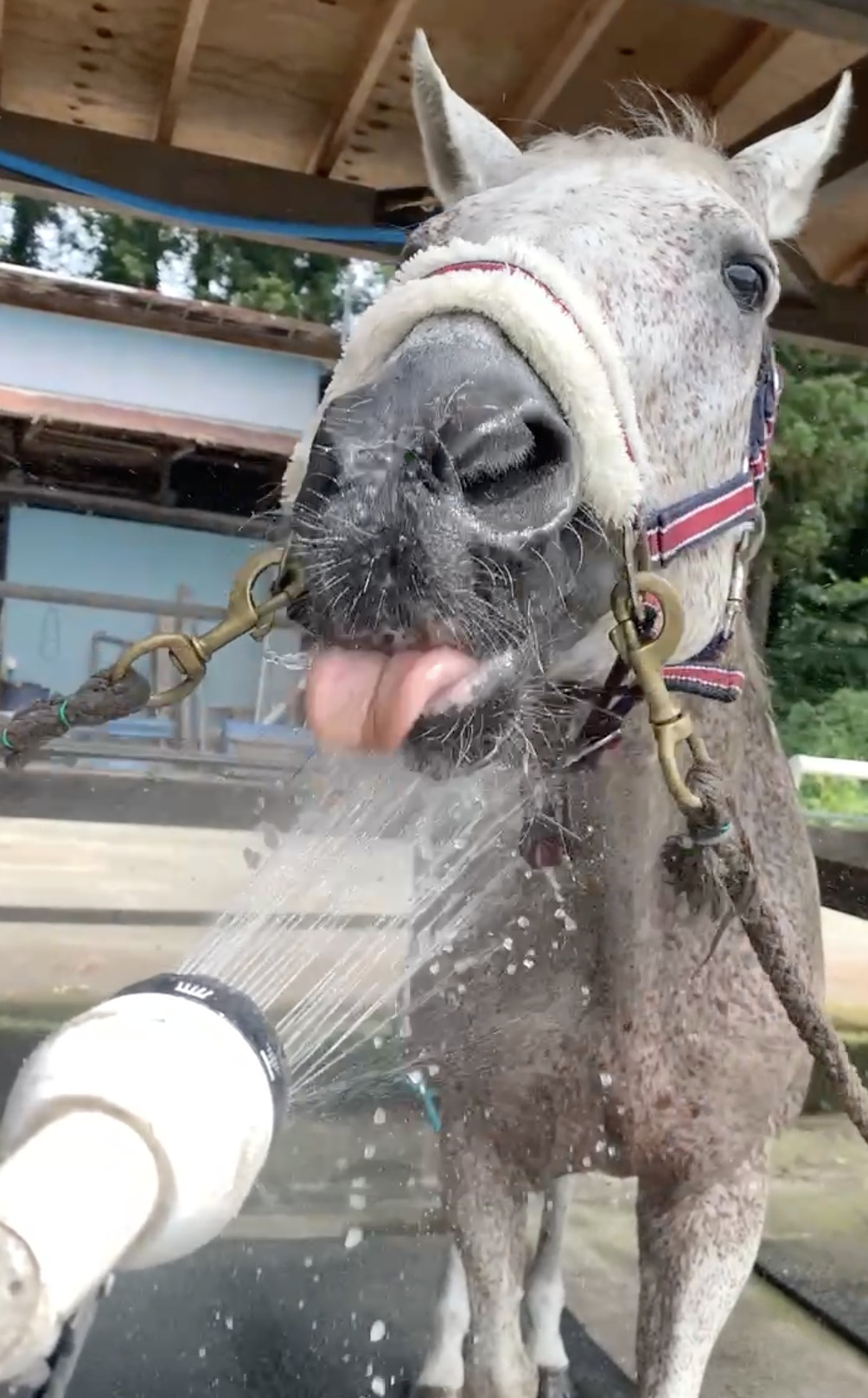 馬は汗をかく。だからこそ、夏がこわい。 | GORON by ペット共生アドバンスネット