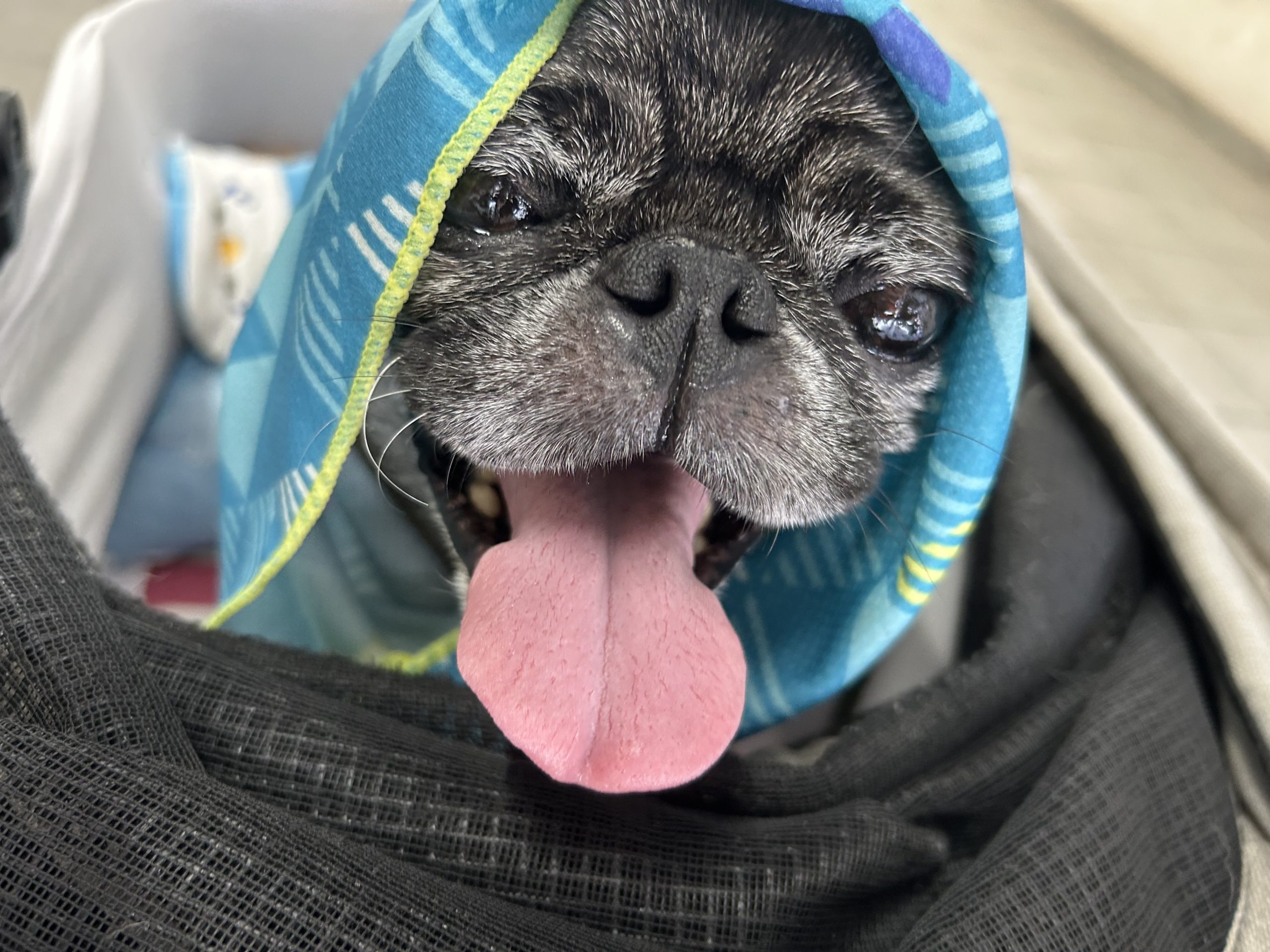 ゆるっとワンコ薬膳のススメ ～家族みんなでお腹の夏バテケア～ 1 | GORON by ペット共生アドバンスネット