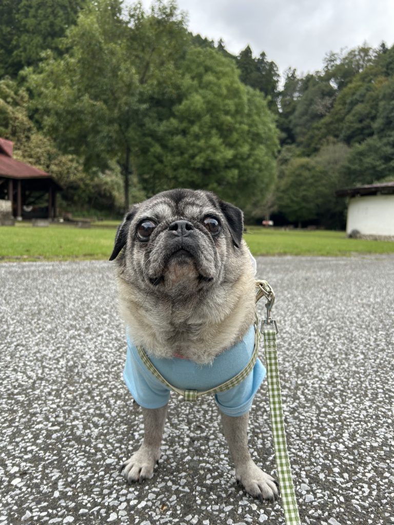 ゆるっとワンコ薬膳のススメ ～家族みんなでお腹の夏バテケア～ 3 レシピ紹介 | GORON by ペット共生アドバンスネット