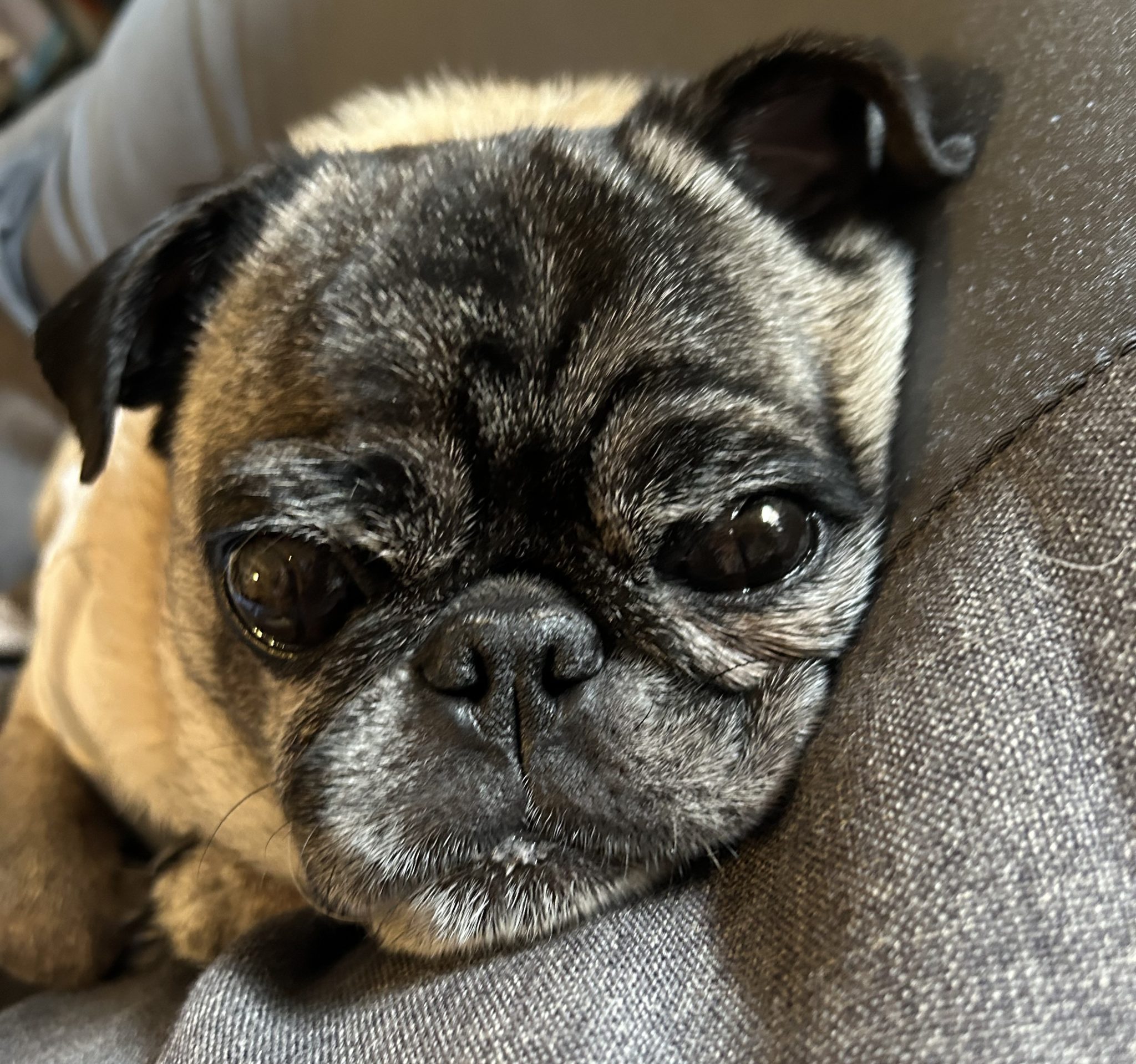 ゆるっとワンコ薬膳のススメ 〜犬のIBD（炎症性腸疾患）のお話〜 1 | GORON by ペット共生アドバンスネット