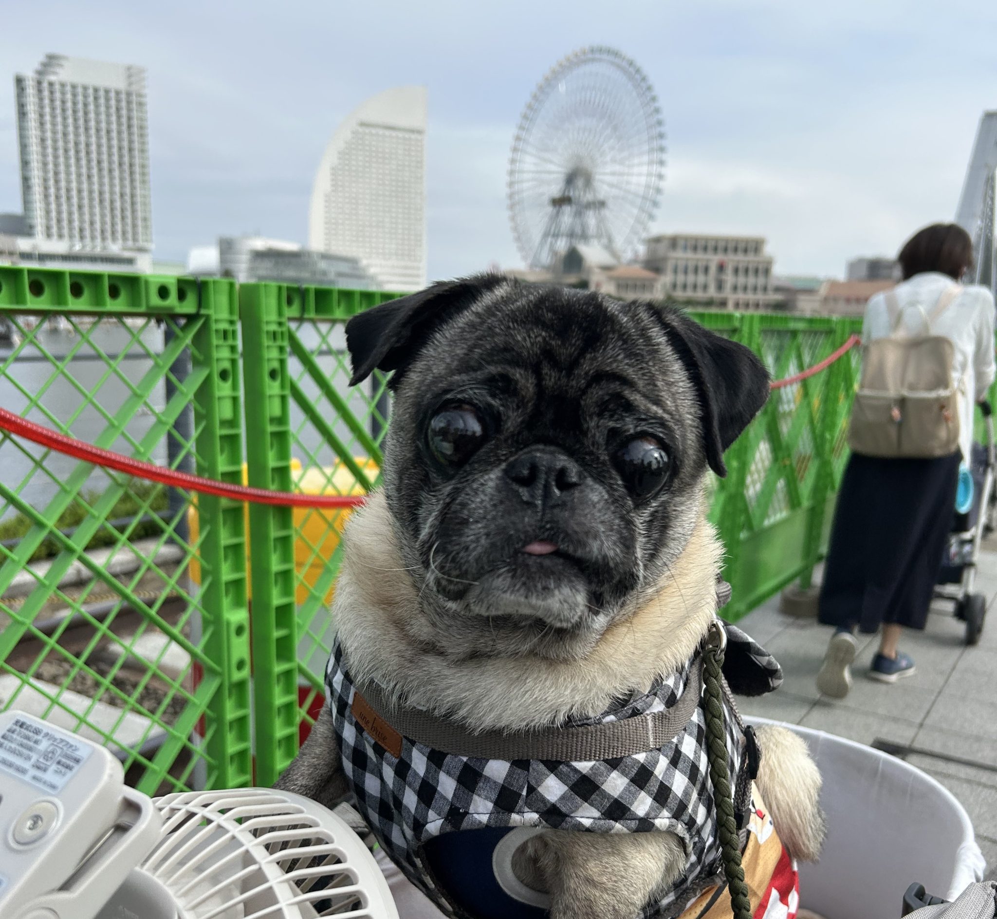 ゆるっとワンコ薬膳のススメ 〜犬のIBD（炎症性腸疾患）のお話〜 1 | GORON by ペット共生アドバンスネット