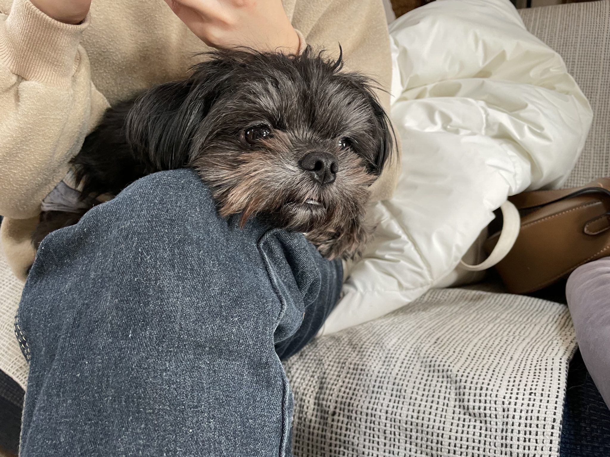 犬はなぜ特定の人にだけベッタリ？愛着形成から見る愛犬の気持ち | GORON by ペット共生アドバンスネット